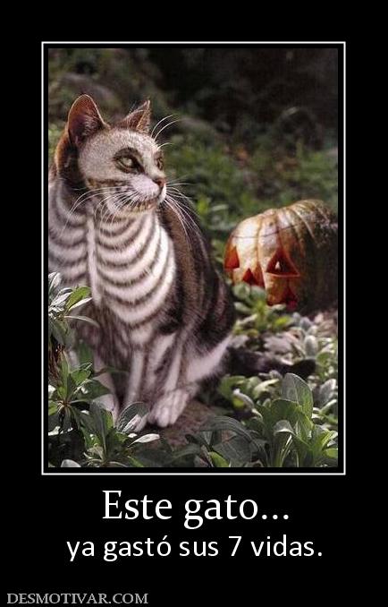 Desmotivaciones Este gato... ya gastó sus 7 vidas.